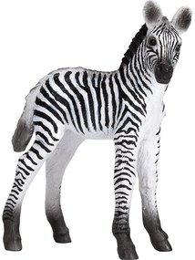 Mojo Zebra mládě