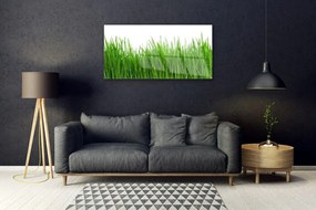 Obraz na skle Tráva Rostlina Příroda 140x70 cm