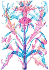Filip Šenkeřík | Hybrid I – Liliantaurea Centaureum Rám: Černý, Velikost: 100 x 70 cm