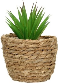 Dekorace Aloe 20 cm