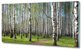 Wallmuralia Fotoobraz na skle Břízový les 100x50