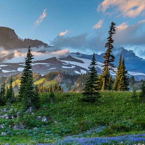 Malvis Tapeta Národní park Mount Rainier Vel. (šířka x výška): 432 x 290 cm