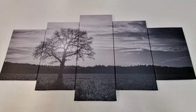 5-dílný obraz osamělého stromu v černobílém provedení Varianta: 200x100