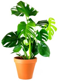 Monstera deliciosa, průměr 21 cm Monstera skvostná