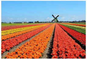 Fototapeta Větrný mlýn tulipány 104x70