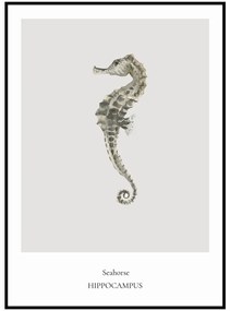 Plakát Seahorse 50 x 70 cm