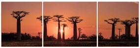 Obraz na plátně - Baobaby při západu slunce - panoráma... 505FC (150x50 cm)