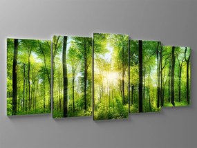 Liox Obraz prosluněný zelený les Rozměr: 100 x 45 cm