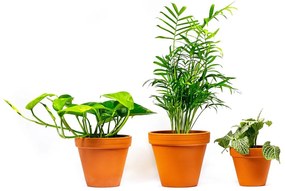 Pokojová rostlina Set rostlin pro začátečníky