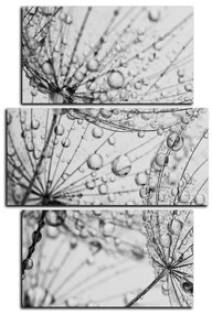 Obraz na plátně - Pampeliška s kapkami vody - obdélník 7203QC (120x80 cm)