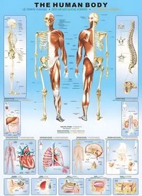 EUROGRAPHICS Puzzle Lidské tělo / 1000 dílků / 48,9 × 67,6 cm