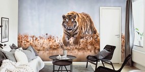 Malvis ® Tapeta Bengalský tygr Vel. (šířka x výška): 216 x 140 cm