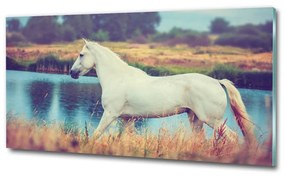 Wallmuralia Fotoobraz na skle Bílký kůň jezero 100x50