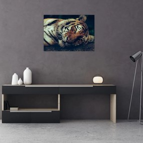 Skleněný obraz - Tygr Sibiřský (70x50 cm)
