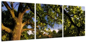 Obrázek stromu - moderní obrazy