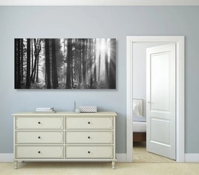 Obraz les zalitý sluncem v černobílém provedení Varianta: 100x50