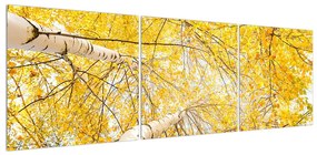 Obraz břízy (150x50 cm)