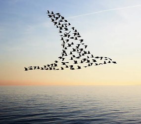 Ilustrace Flock of birds in bird formation flying above sea, Tim Robberts, (40 x 35 cm)