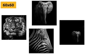 Set obrazů zvířata v černobílém stylu Varianta: 4x 60x60