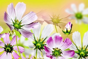 Obraz letní květiny Varianta: 120x80