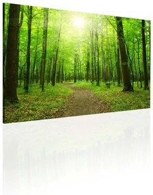 Obraz cesta lesem Velikost (šířka x výška): 120x80 cm