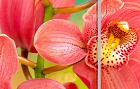 Malvis ® Vícedílný obraz - Orchidej a duha Velikost: 90x60 cm