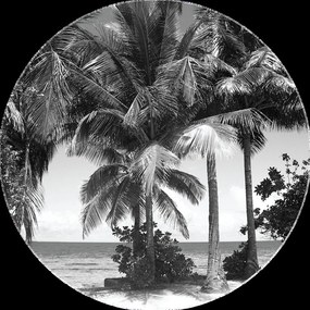 Samolepicí fototapeta CR3209 Monochromatic Palms 70 x 70 cm