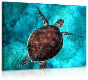 Malvis ® Obraz želva v moři Velikost (šířka x výška): 60x40 cm