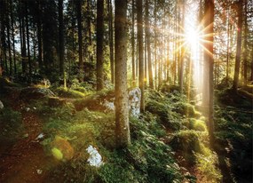 Malvis Tapeta klid v lese Vel. (šířka x výška): 432 x 290 cm
