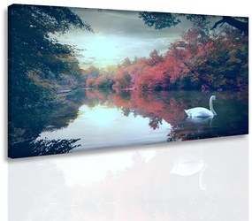Malvis ® Obraz na stěnu Labuť na jezeře Velikost: 150x100 cm