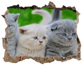 Wallmuralia Díra 3D fototapeta nálepka Tři kočky na dece 95x64 cm