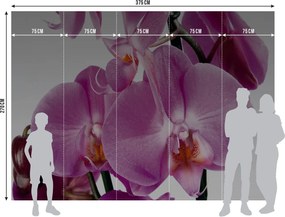 Fototapeta na zed' Jemné Orchideje | 360 x 254 cm | DFTS0049