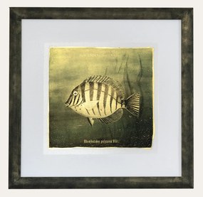 Zlatá rybka I - pigmentový tisk 11/30 - 36 x 36 cm / s rámem