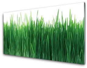 akrylový obraz Tráva Příroda Rostlina 100x50 cm