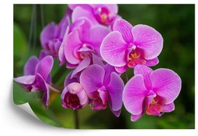 Fototapeta Orchid Blossoms 3D Hladký vinyl 300x210