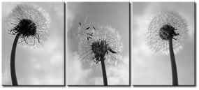 Obraz Svoboda květů (3-dílný) - pampelišky na pozadí černobílé oblohy
