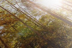 Obraz les v podzimních barvách Varianta: 120x80