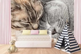 DIMEX | Samolepicí vliesová fototapeta na zeď Dvě spící kočky MA-5-0555 | 375 x 250 cm | béžová, hnědá, šedá