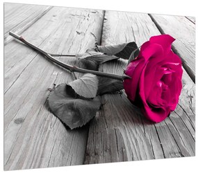 Obraz růžové růže (70x50 cm)