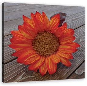 Obraz na plátně, Oranžová slunečnice - 50x50 cm