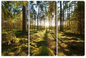 Vícedílný obraz Lesní Krajina Se Západem Slunce Nedostatek Nedostatek Přírodní plátno 180x120
