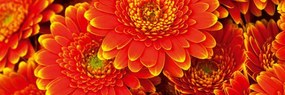 Fototapeta na zeď Dimex Gerbera M-481 | 330x110cm