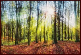 Bondecor Obraz Putframe Les 70 x 100 cm