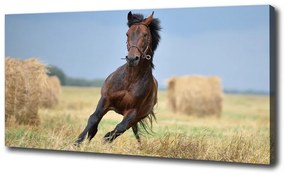 Wallmuralia Foto obraz na plátně Kůň ve cvalu 100x50