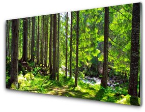 Obraz na skle Les Stromy Rostlina Příroda 140x70 cm