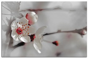 Obraz na plátně - Květ třešně 158FA (60x40 cm)