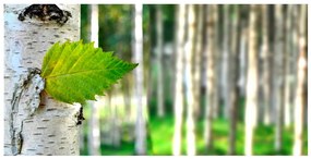 Fototapeta XXL - Birch leaf