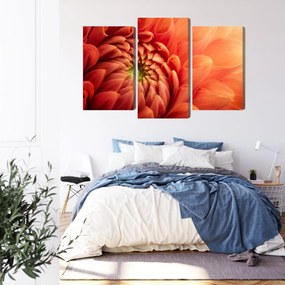Vícedílný obraz Oranžová Chryzantéma V Makro Měřítku Nedostatek Nedostatek Plátno Canvas 180x120