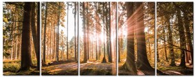 Obraz ráno v lese + háčky a hřebíčky ZDARMA Velikost (šířka x výška): 150x60 cm