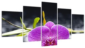 Obraz orchideje (150x80 cm)